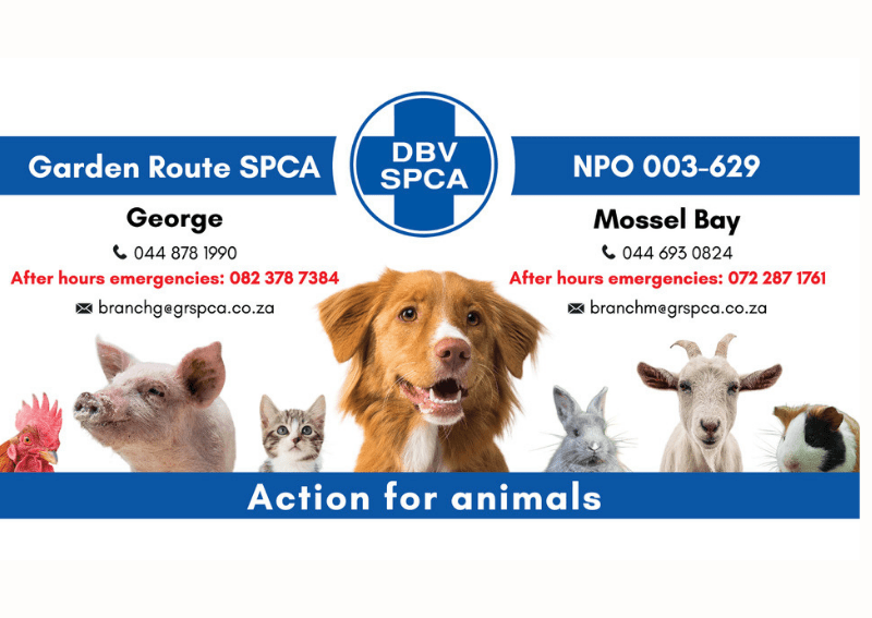SPCA - Garden Route - Pethub