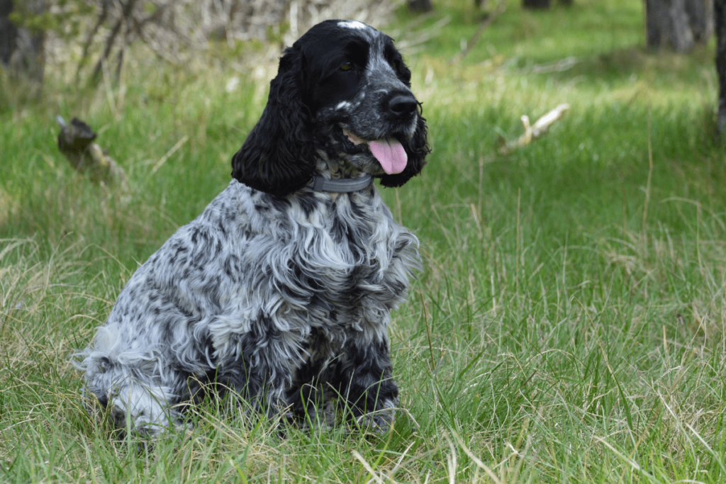 English Cocker Spaniel - Pethub